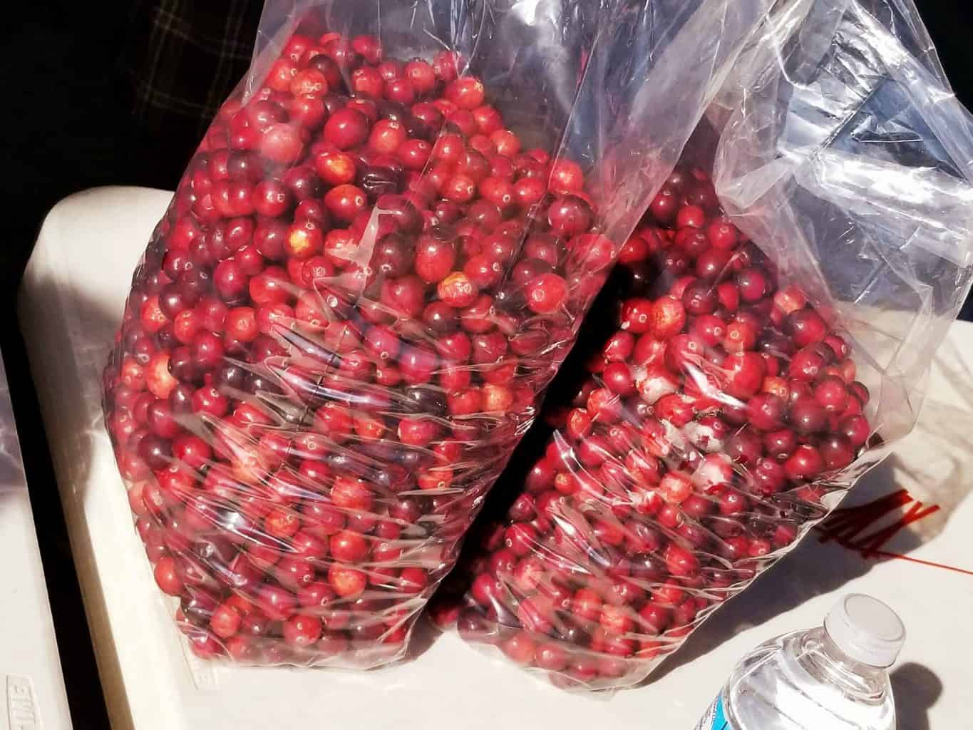 The Cranberry Festival I Wasn't Expecting: Tips for Visiting