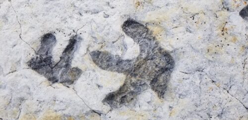 Where to see Dinosaur Footprints near Denver, Colorado for FREE
