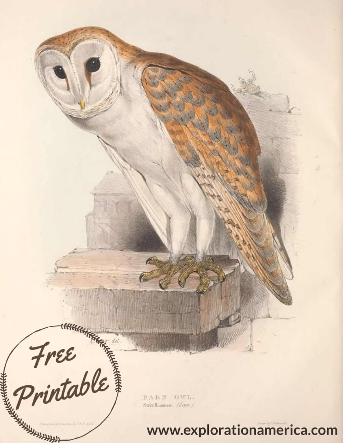 FREE Printable Owl Art Posters - Beautiful Vintage Nature Scenes