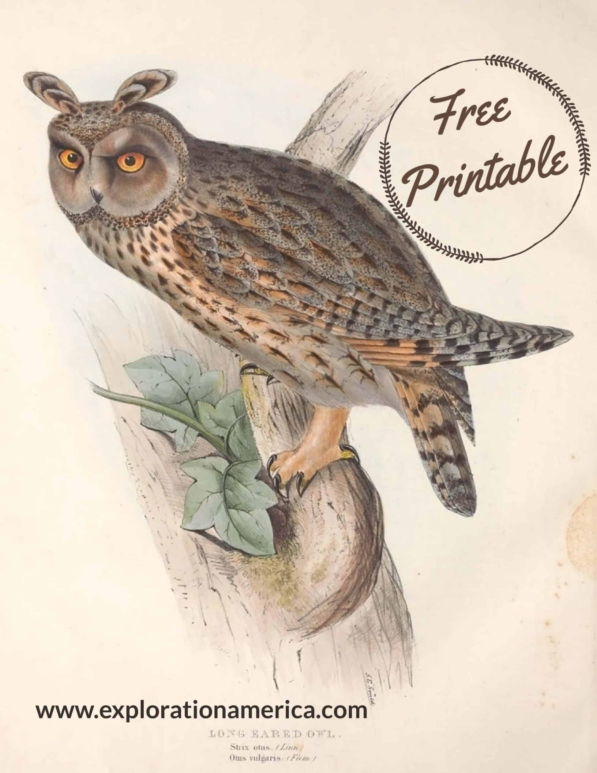 FREE Printable Owl Art Posters - Beautiful Vintage Nature Scenes