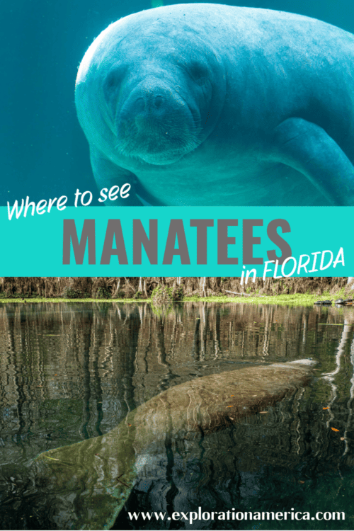 Where to See Manatees in Florida from a FL Native