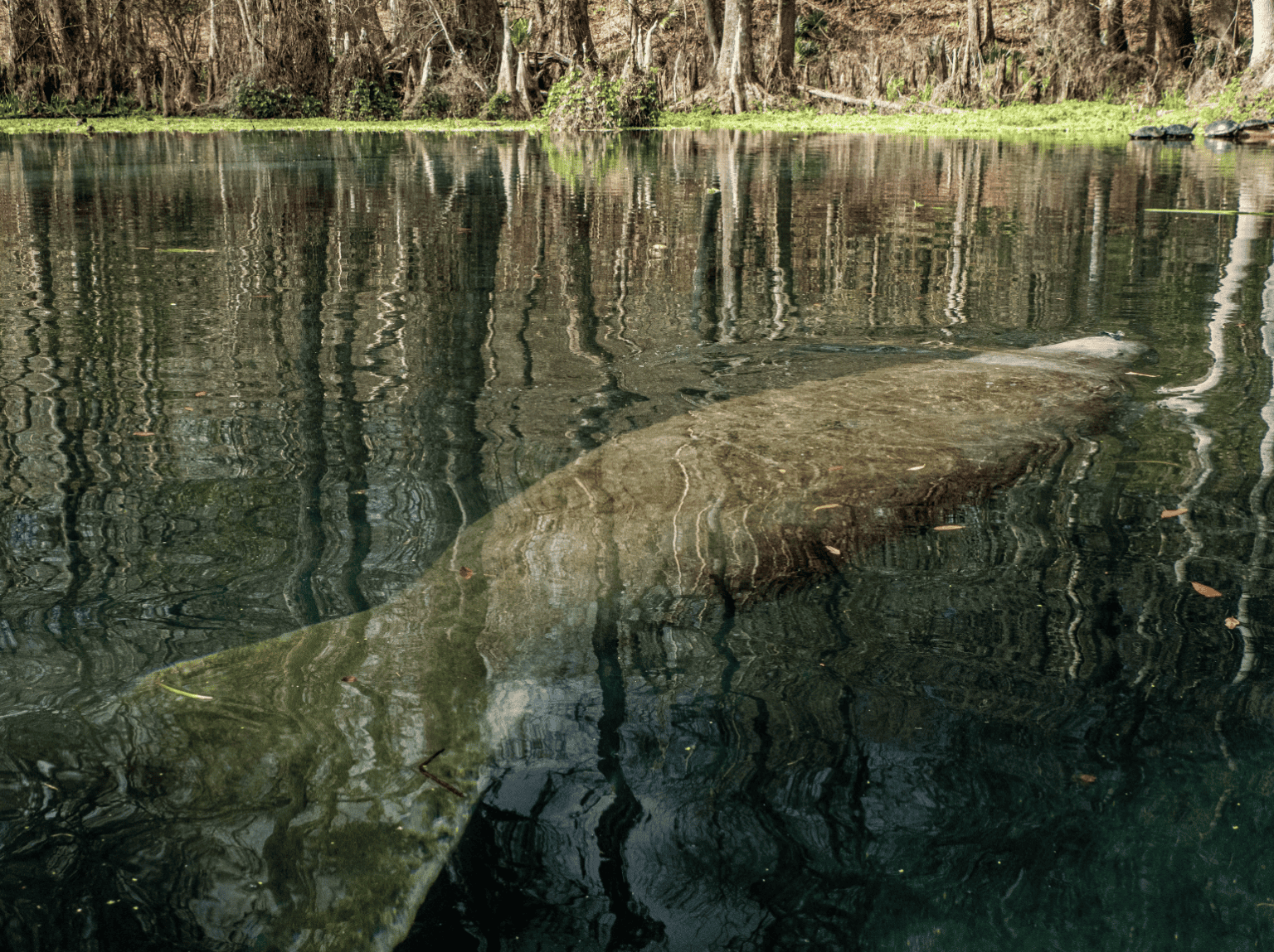 Where to See Manatees in Florida from a FL Native